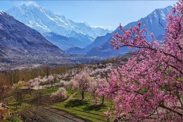 Blossom Tour Hunza Nagar | Incredible Pakistan